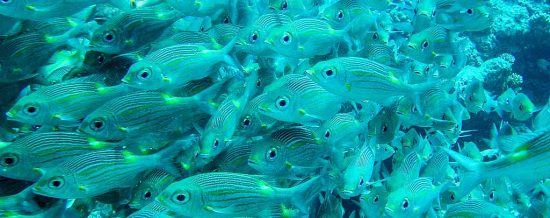 Things To Do On The Gili Islands - Spaghetti traveller